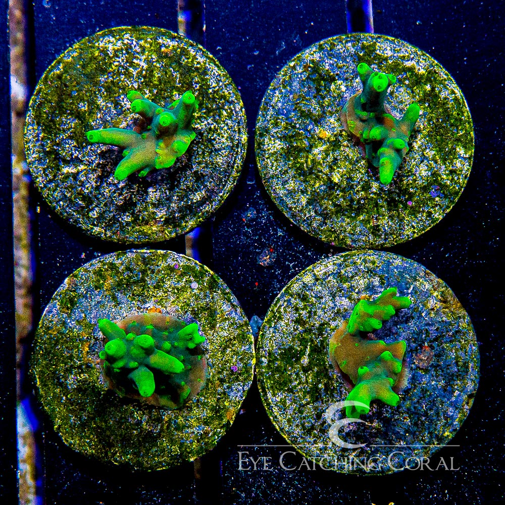 Premium & Signature Frags | ECC Frags | Eye Catching Coral