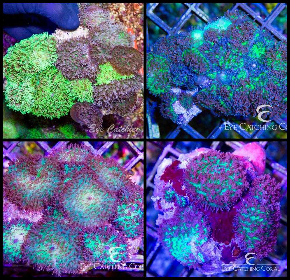 Search Results for 'Rhodactis' | Eye Catching Coral