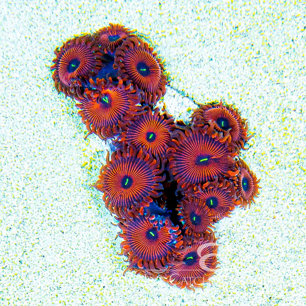 ECC Red People Eater Zoanthid Frag (4+ Polyp Average) | Aquacultured ...