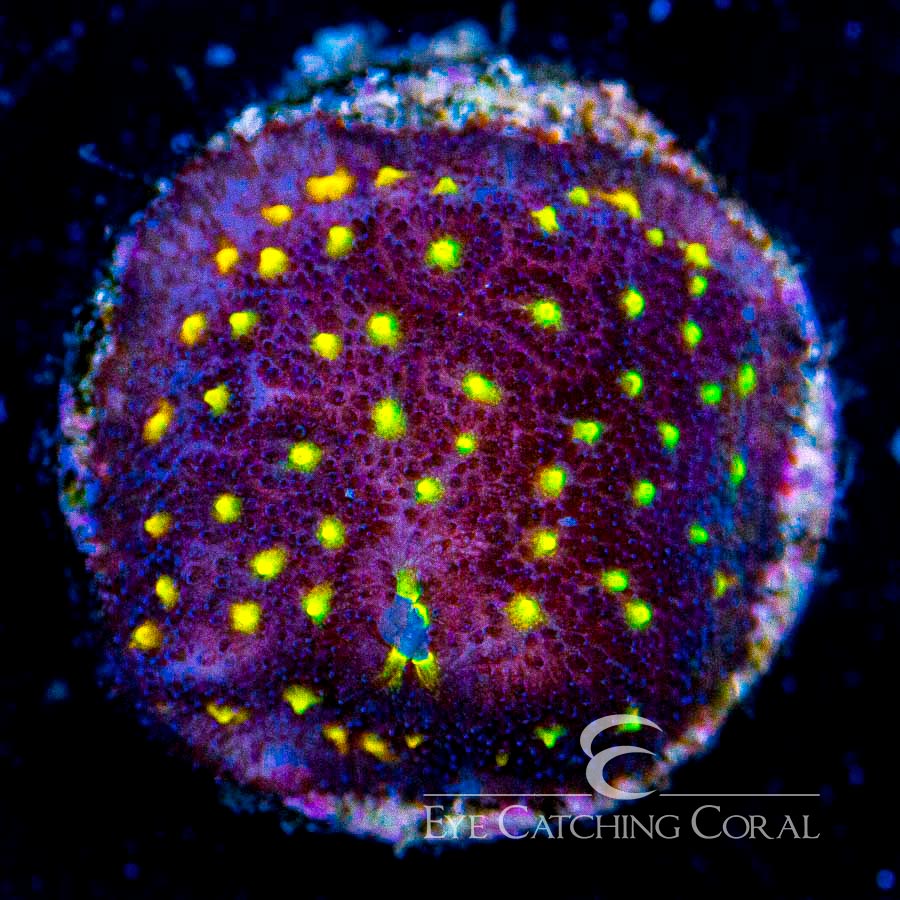 ECC Yellow Eyed Psammocora Frag | Aquacultured Frags | Eye Catching Coral