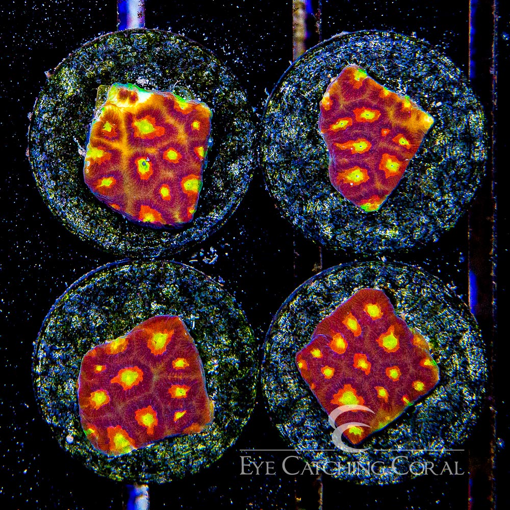 Premium & Signature Frags | ECC Frags | Eye Catching Coral