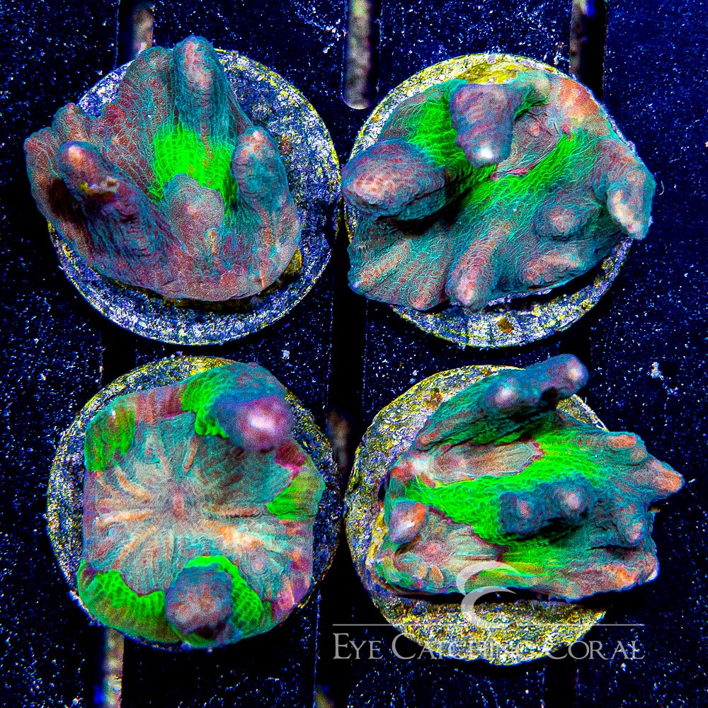 Premium & Signature Frags | ECC Frags | Eye Catching Coral