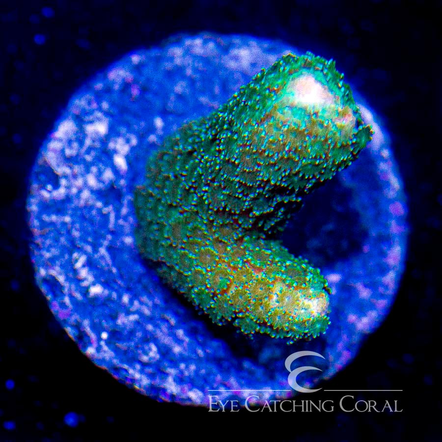 ECC German Blue Montipora Digitata Frag | Aquacultured Frags | Eye ...