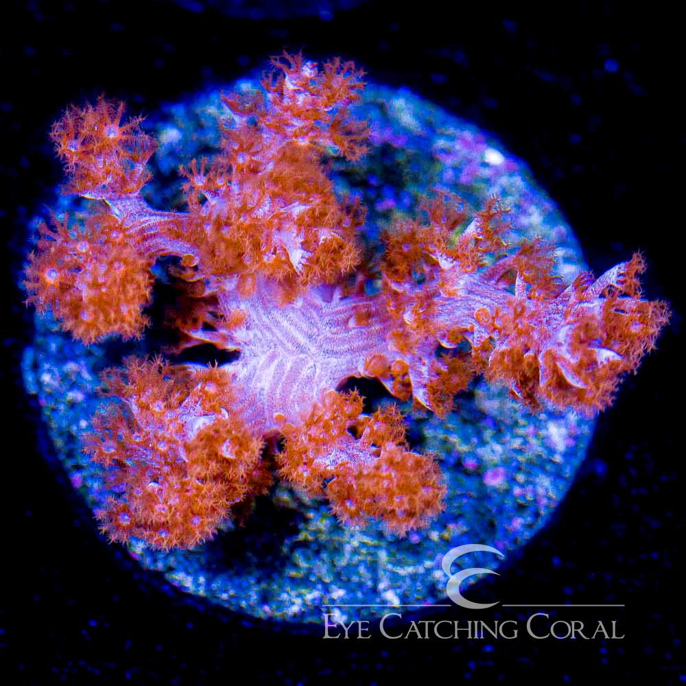 ECC Kenya Tree Big Frag | Aquacultured Frags | Eye Catching Coral