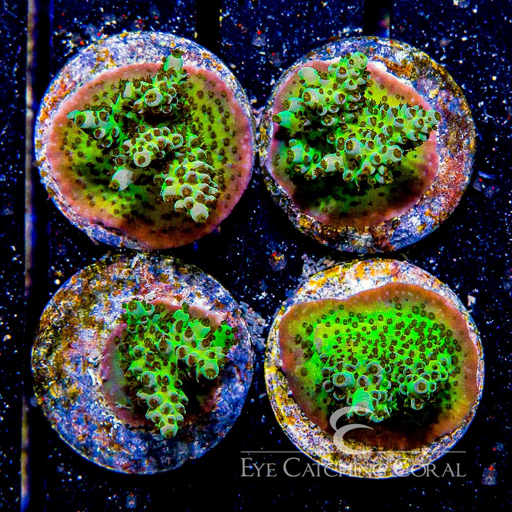 Premium & Signature Frags | ECC Frags | Eye Catching Coral