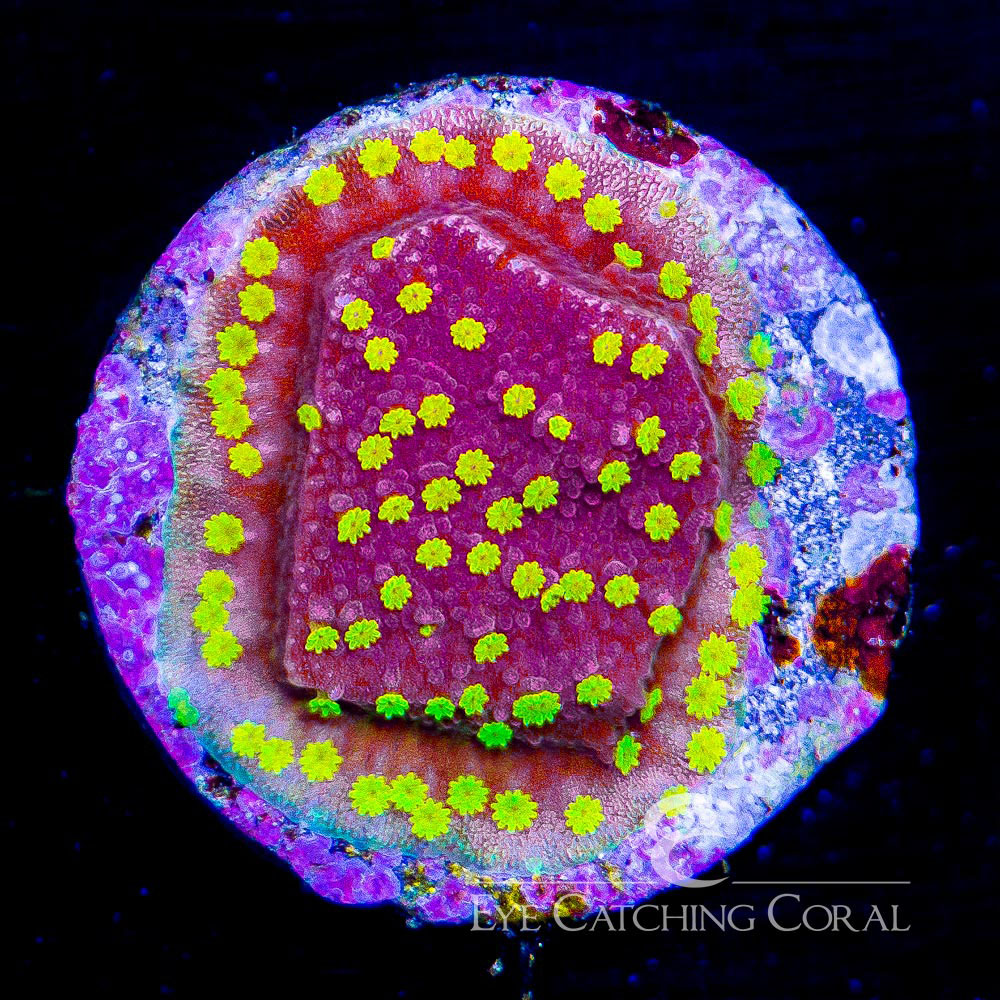Jason Fox Yellow Fever Montipora Frag | Aquacultured Frags | Eye ...