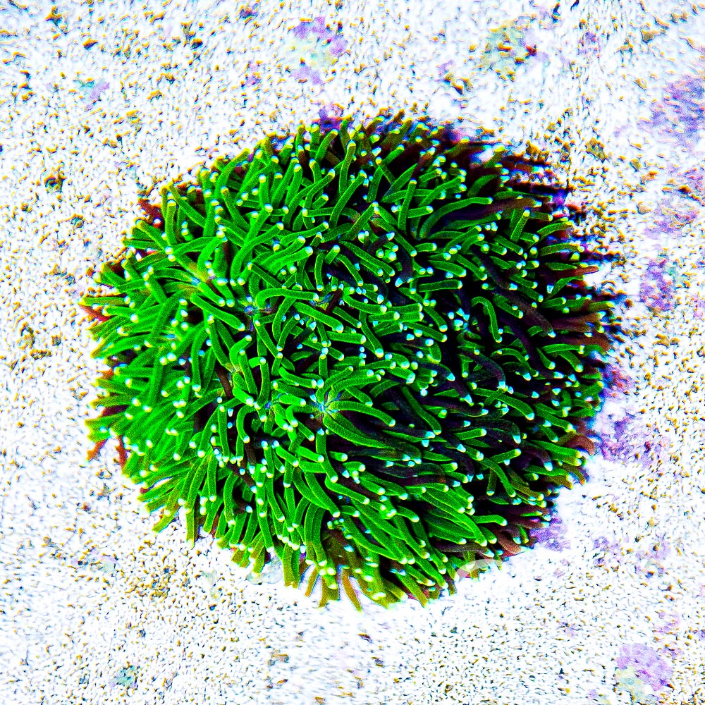 Search Results for 'Galaxea' | Eye Catching Coral