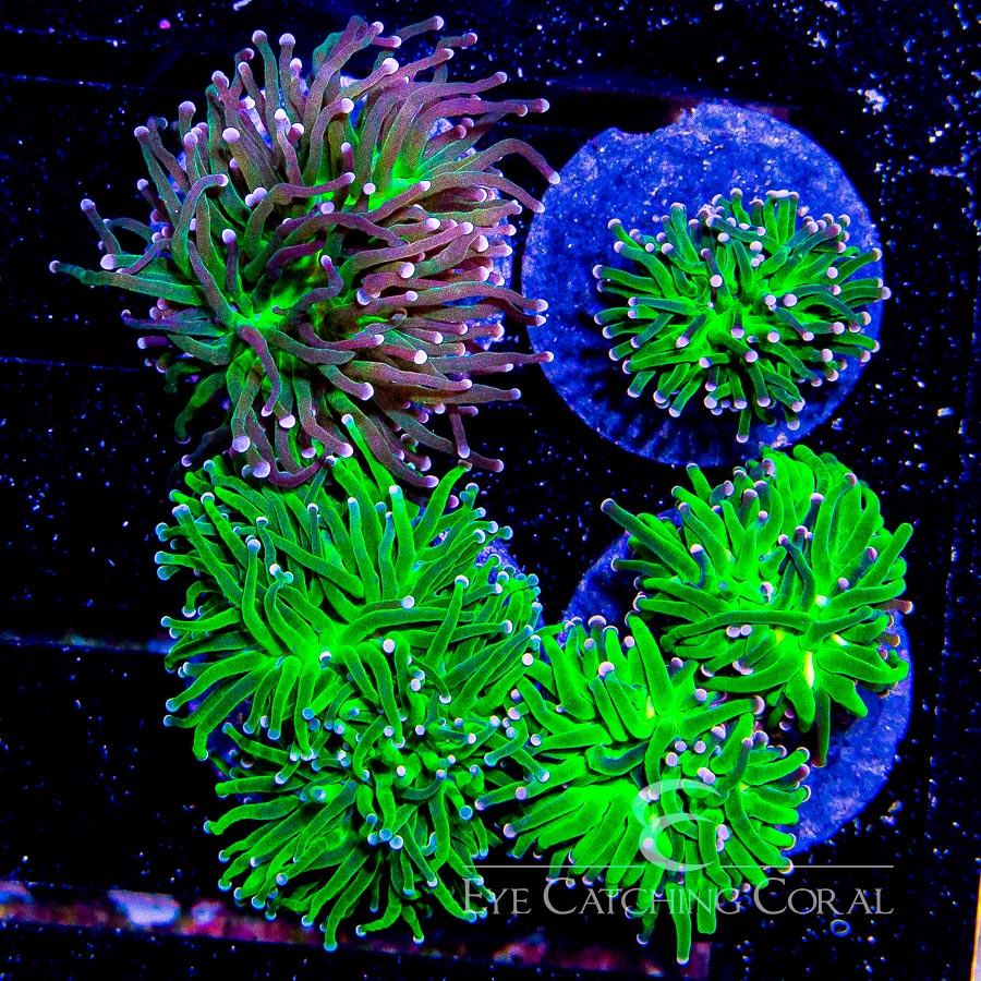 Conditioned Frags | Wholesale Coral | Eye Catching Coral