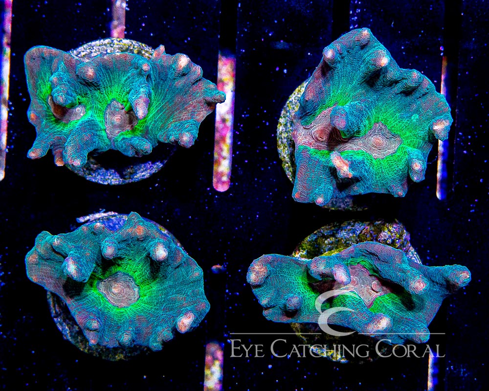 Premium & Signature Frags | ECC Frags | Eye Catching Coral