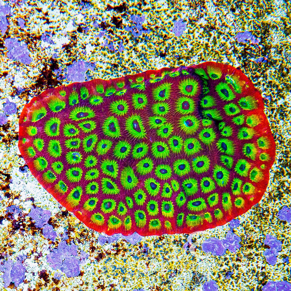 Aquacultured Frags | Wholesale Coral | Eye Catching Coral