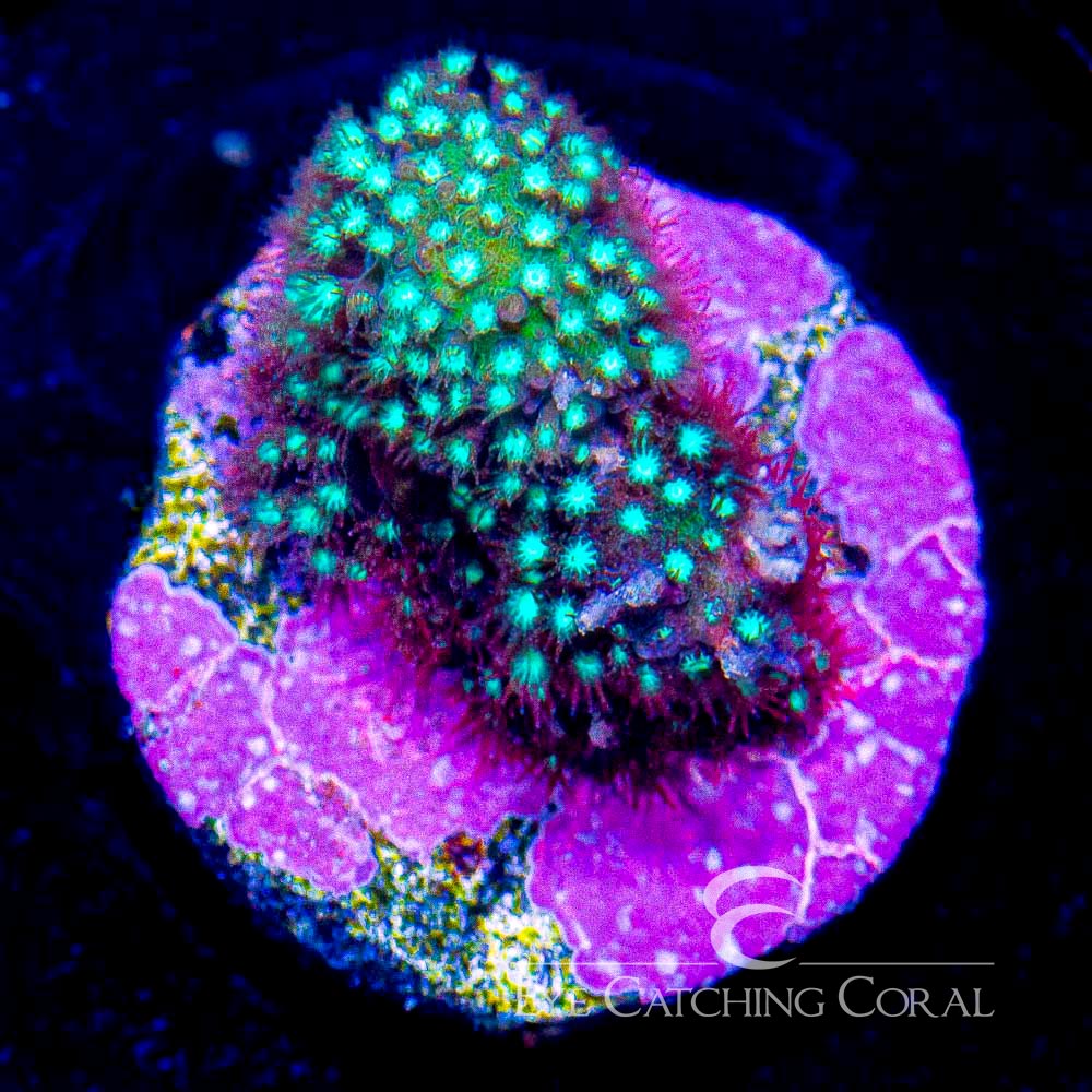 ECC Electric Rain Branching Stylocoeniella Frag | Aquacultured Frags ...
