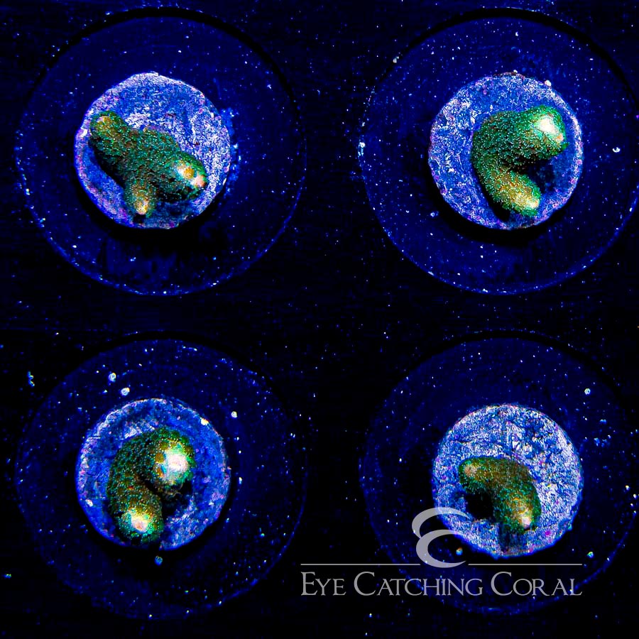 ECC German Blue Montipora Digitata Frag | Aquacultured Frags | Eye ...