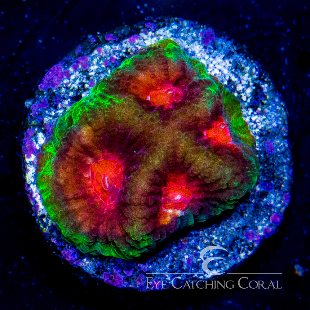 ECC Forest Fire Favia Frag | Aquacultured Frags | Eye Catching Coral