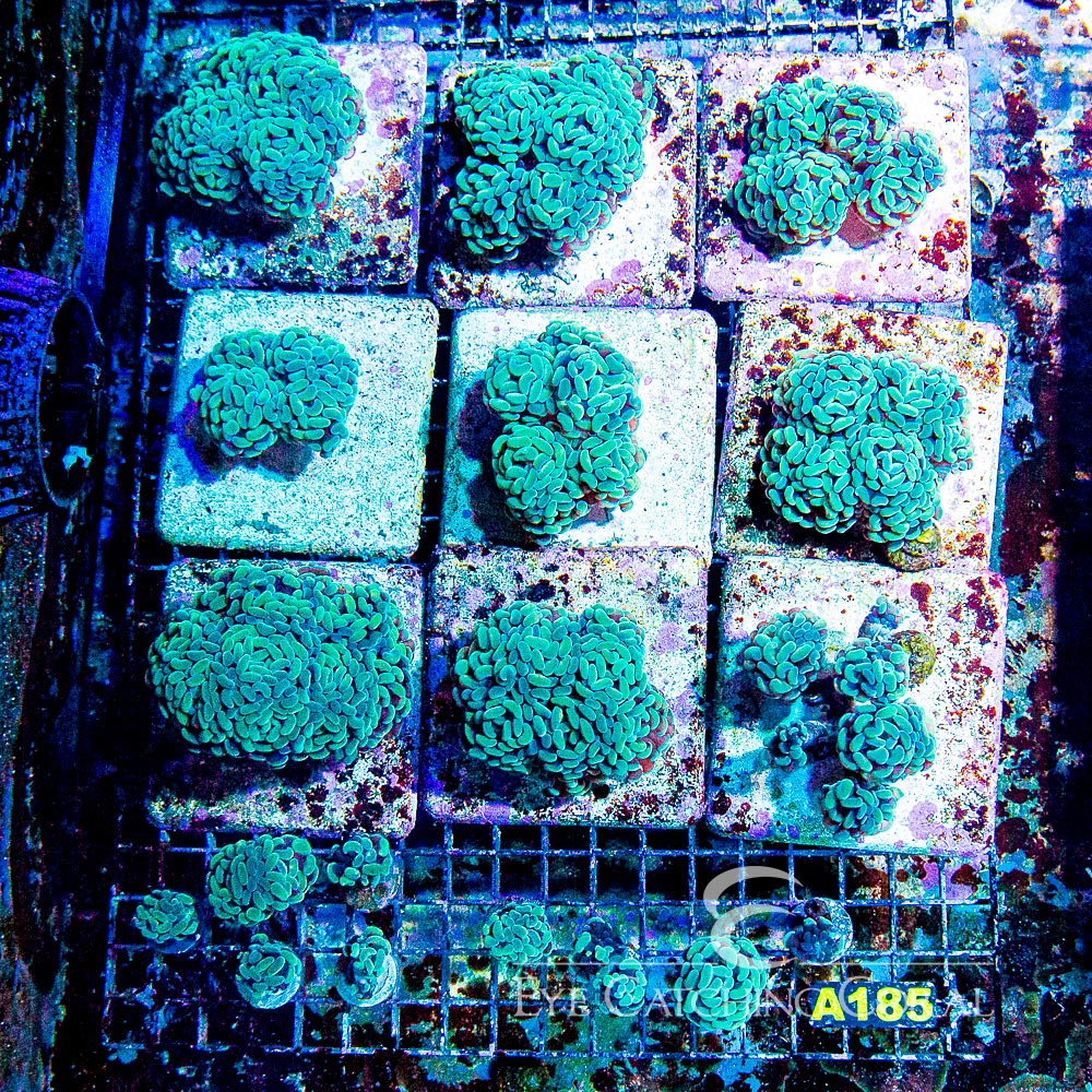 Aquacultured Frags | Wholesale Coral | Eye Catching Coral