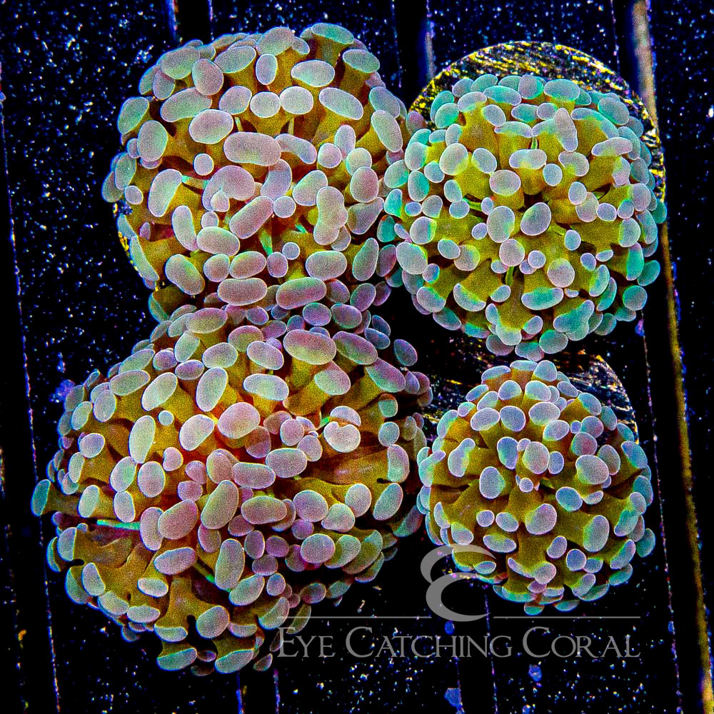 Premium & Signature Frags | ECC Frags | Eye Catching Coral