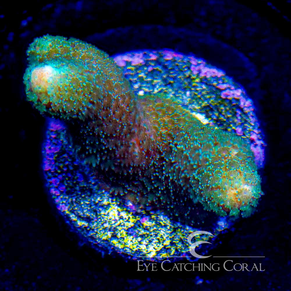 ECC German Blue Montipora Digitata Frag | Aquacultured Frags | Eye ...