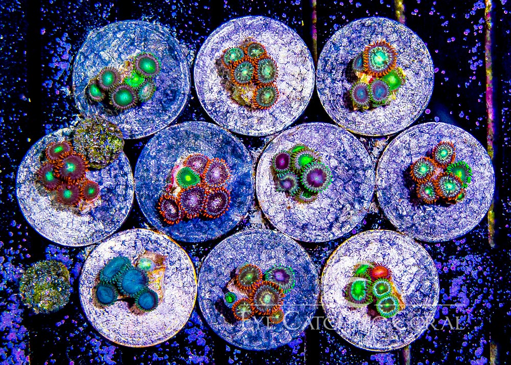 Conditioned Frags | Wholesale Coral | Eye Catching Coral