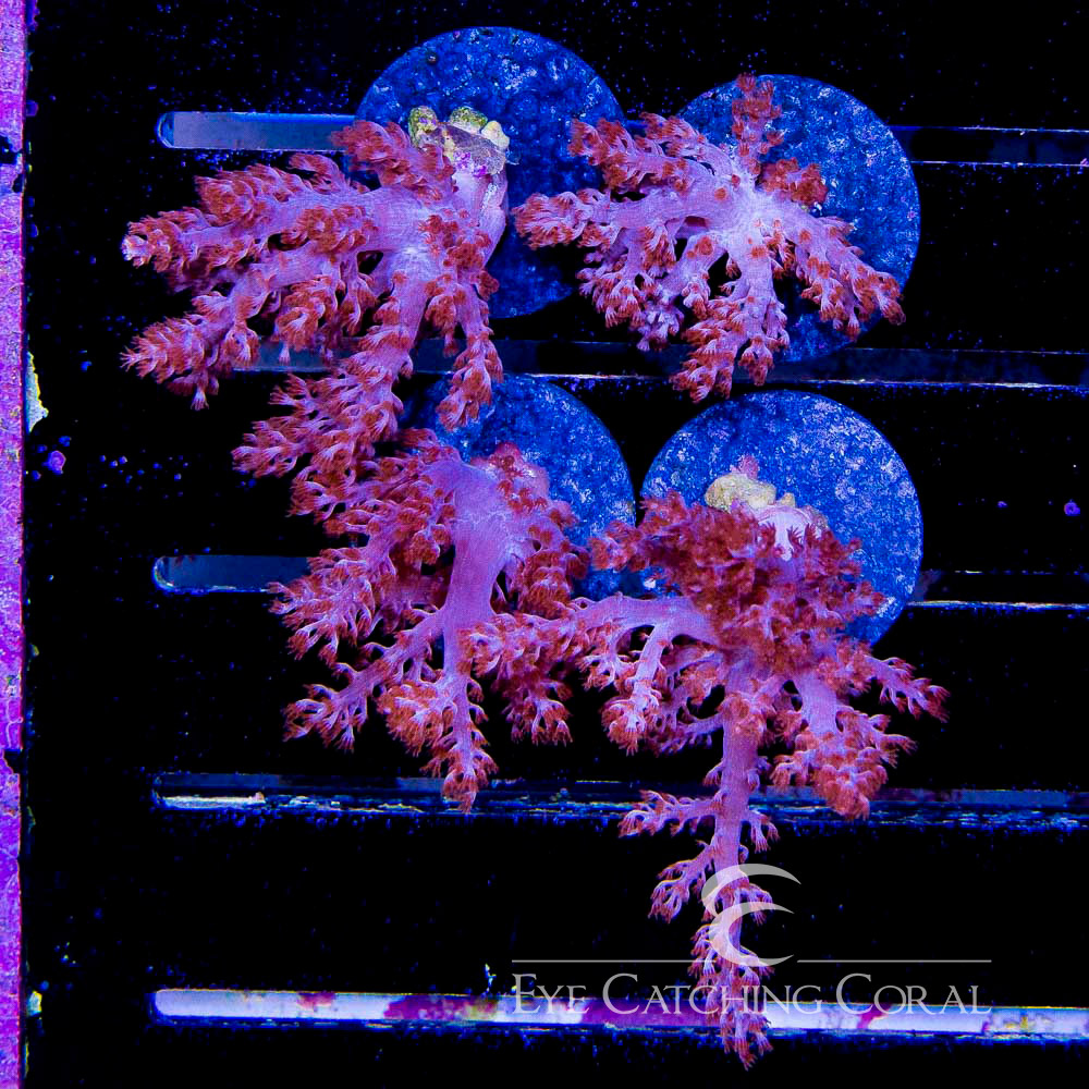 ECC Kenya Tree Big Frag | Aquacultured Frags | Eye Catching Coral