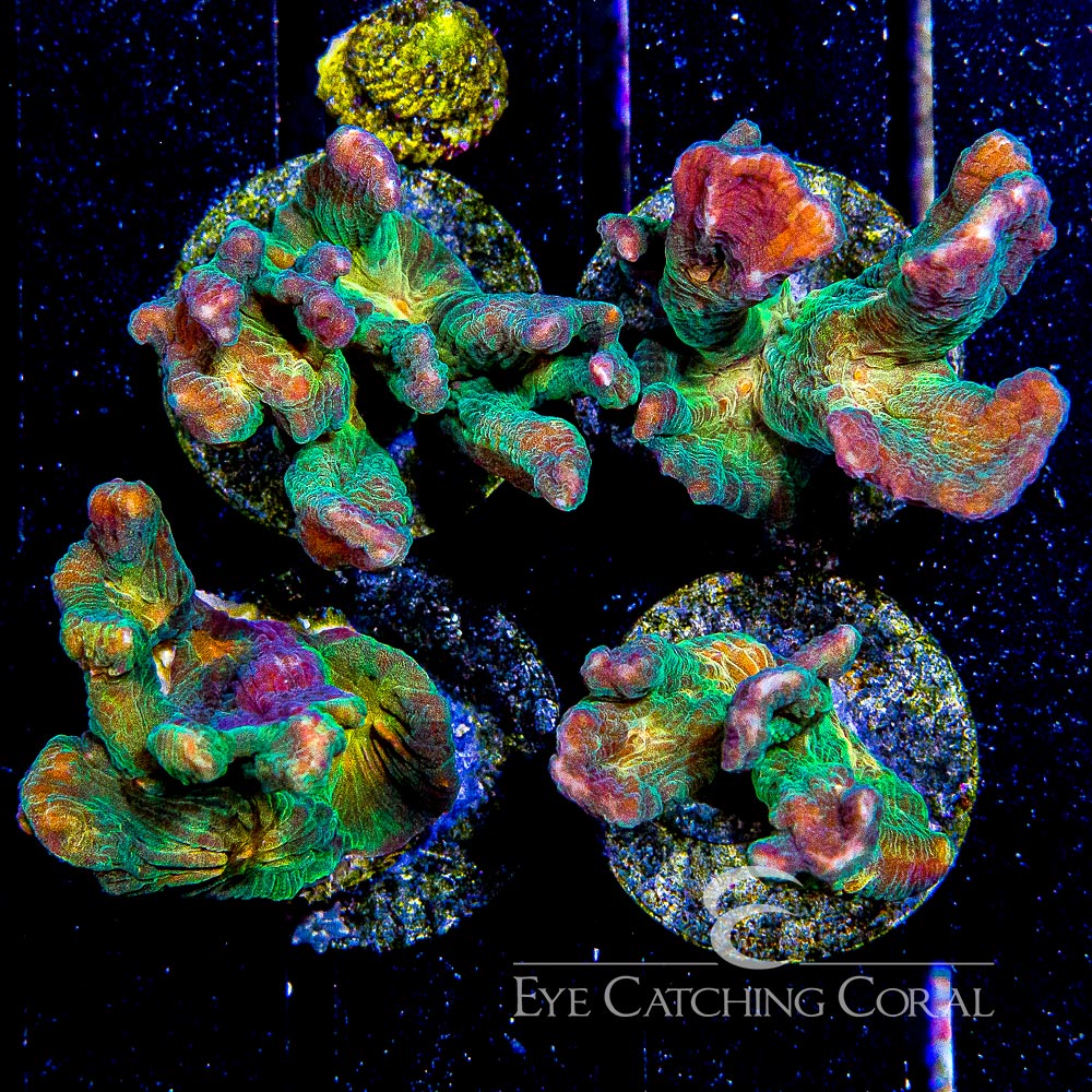 Premium & Signature Frags | ECC Frags | Eye Catching Coral