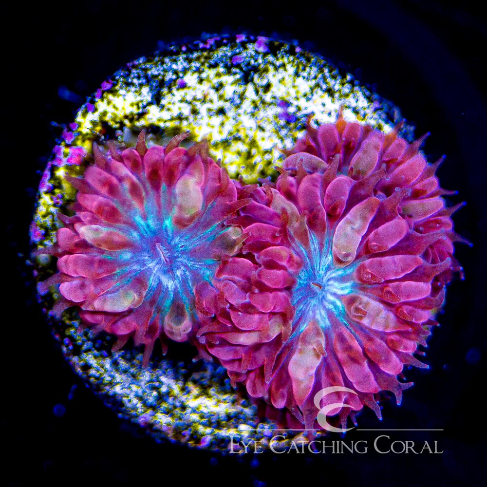 Aquaculture Facility | Wholesale Frags | Eye Catching Coral