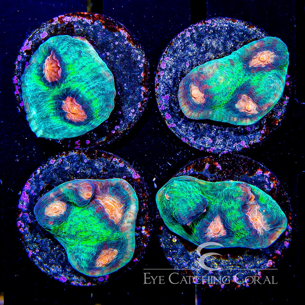 Premium & Signature Frags | ECC Frags | Eye Catching Coral