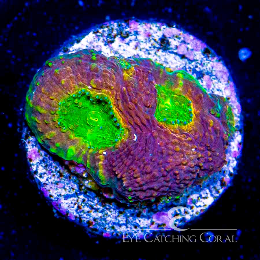 ECC Arc Flare Echinata Frag | Aquacultured Frags | Eye Catching Coral