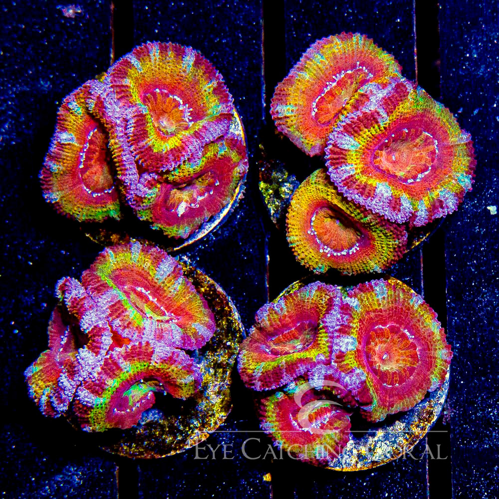Premium & Signature Frags | ECC Frags | Eye Catching Coral
