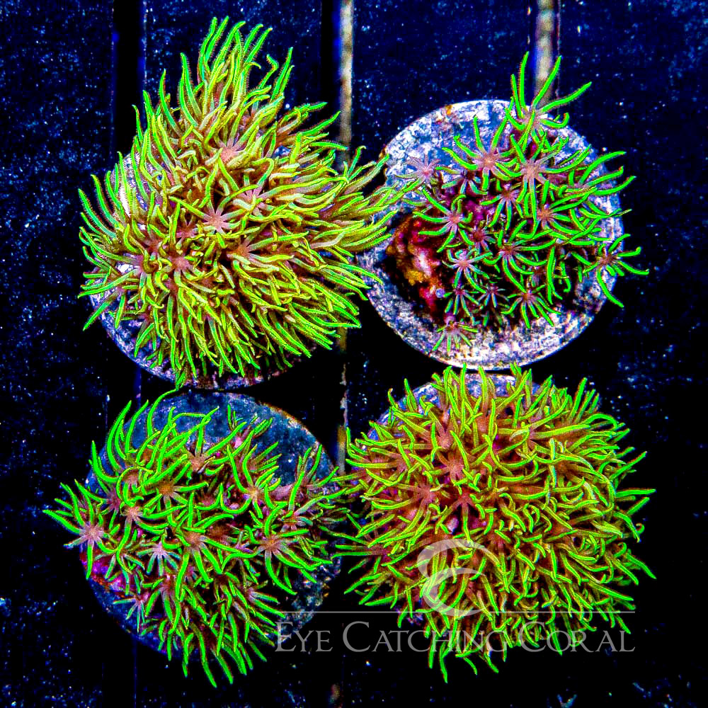 Premium & Signature Frags | ECC Frags | Eye Catching Coral