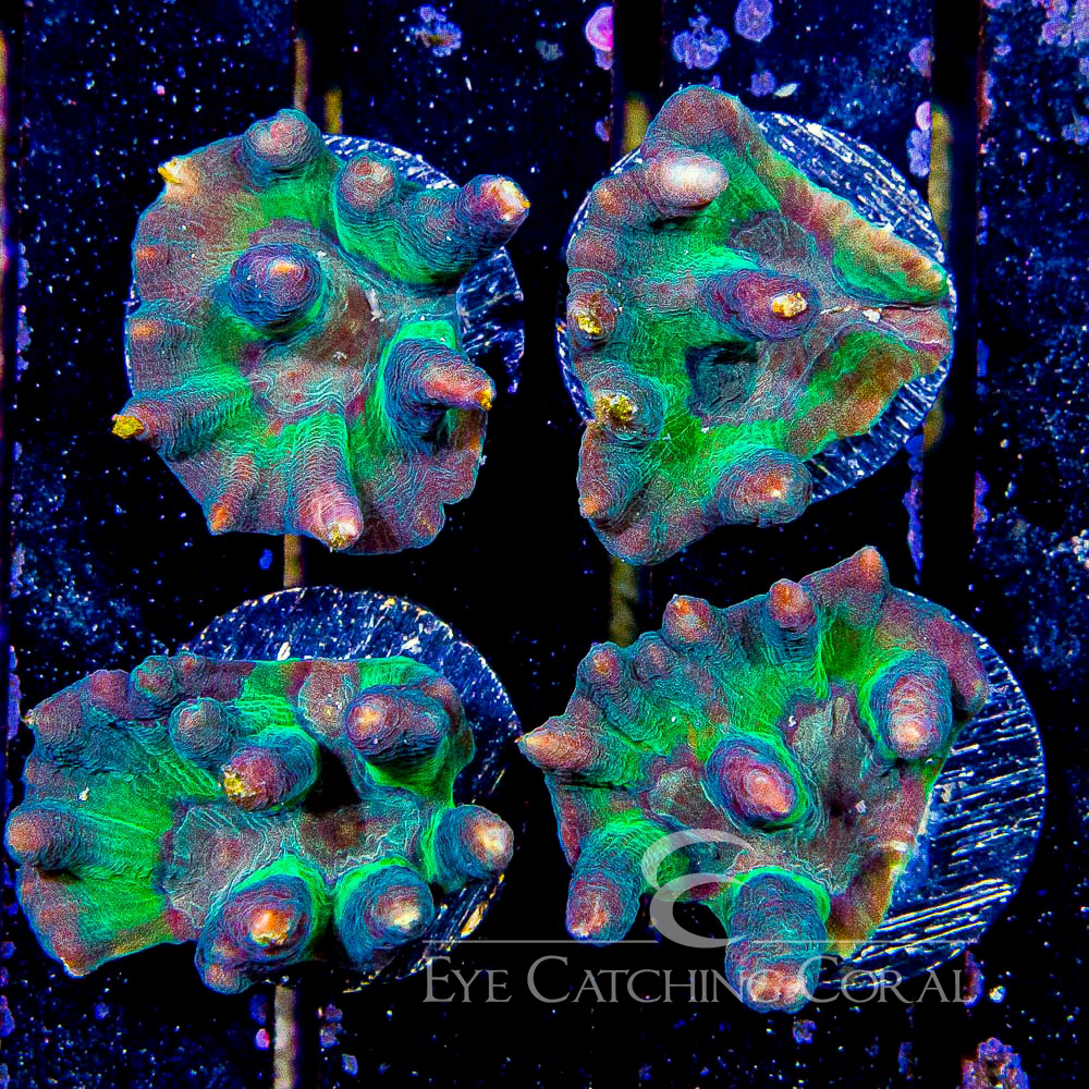 Premium & Signature Frags | ECC Frags | Eye Catching Coral