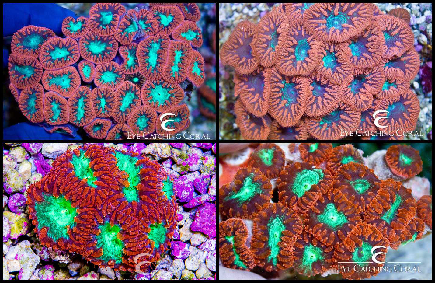 Australian Colonies | Wholesale Coral | Eye Catching Coral