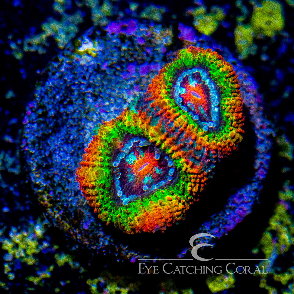 ECC Rainbow Road Micromussa Frag | Aquacultured Frags | Eye Catching Coral