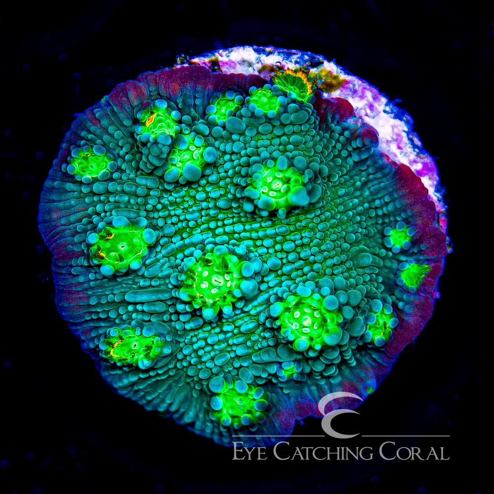 Aquaculture Facility | Wholesale Frags | Eye Catching Coral