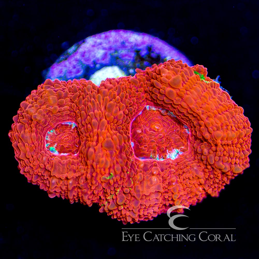 Aquaculture Facility | Wholesale Frags | Eye Catching Coral