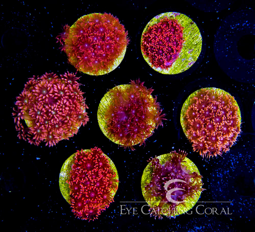 Conditioned Frags | Wholesale Coral | Eye Catching Coral