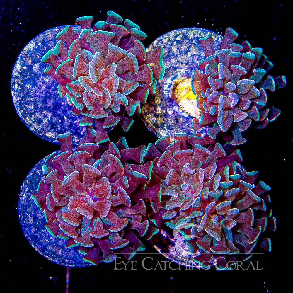 Premium & Signature Frags | ECC Frags | Eye Catching Coral