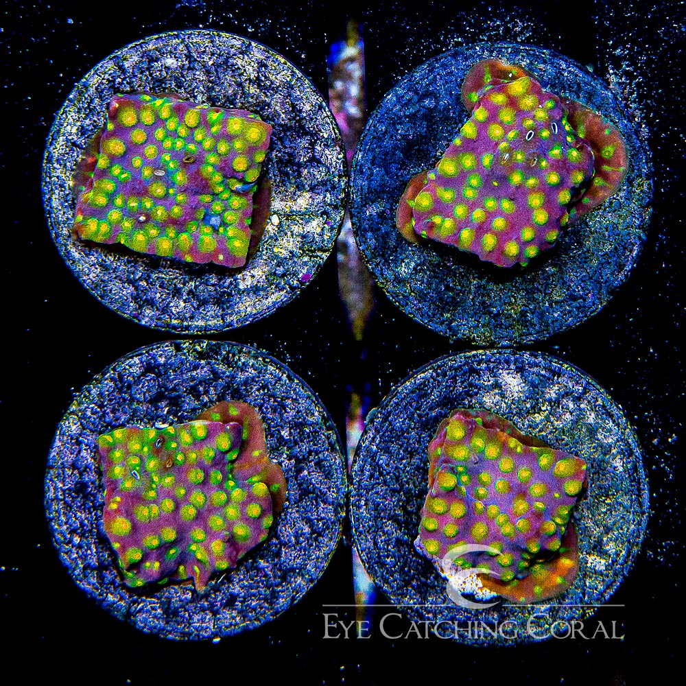 Premium & Signature Frags | ECC Frags | Eye Catching Coral