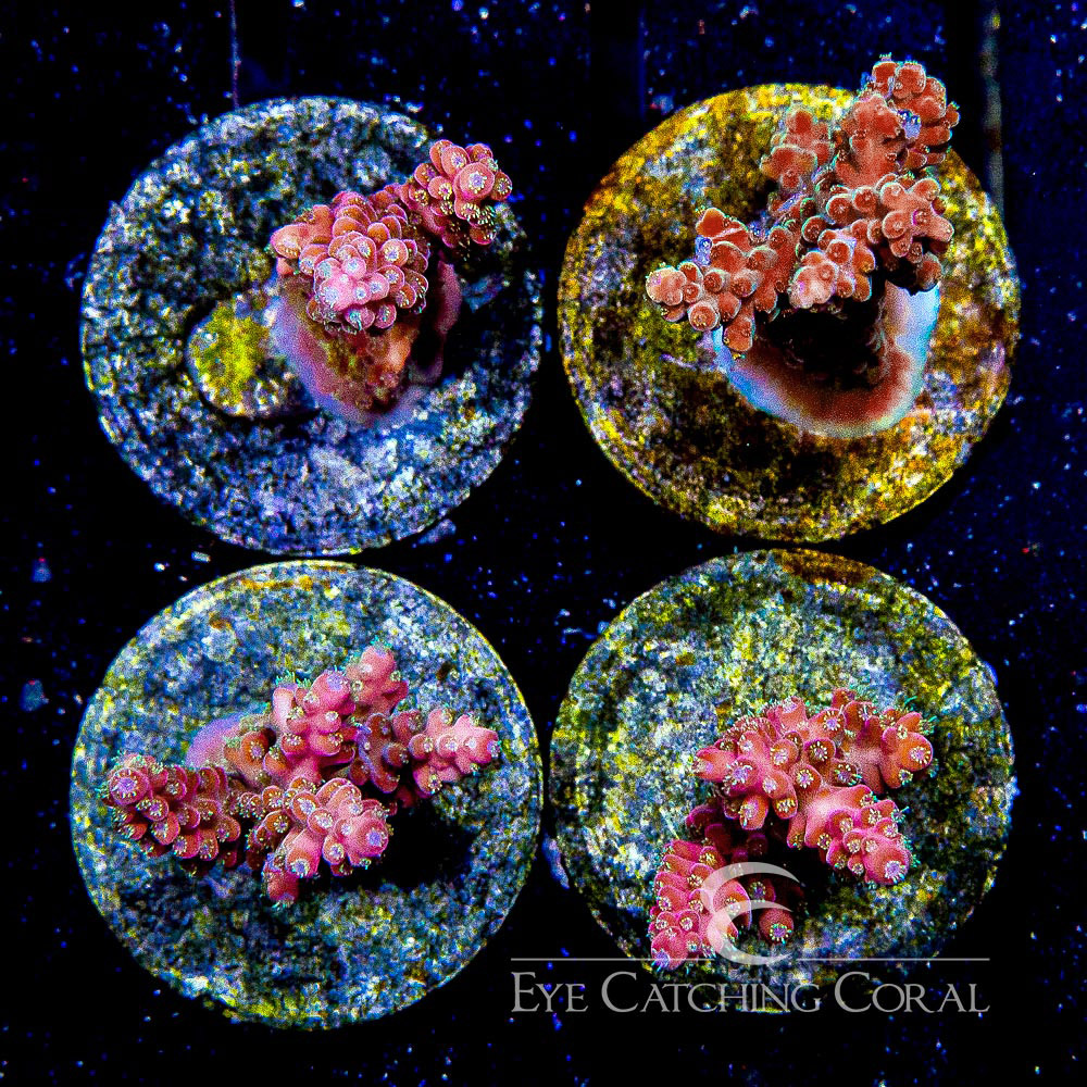 Premium & Signature Frags | ECC Frags | Eye Catching Coral
