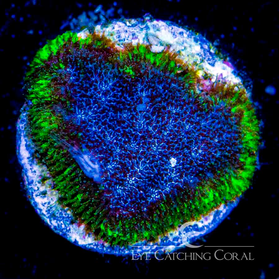 ECC Green Rim Psammocora Frag | Aquacultured Frags | Eye Catching Coral