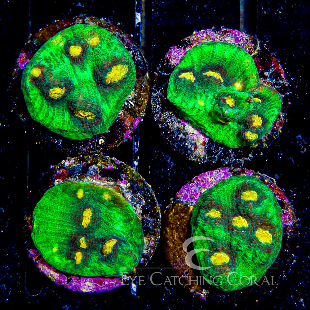 Premium & Signature Frags | ECC Frags | Eye Catching Coral