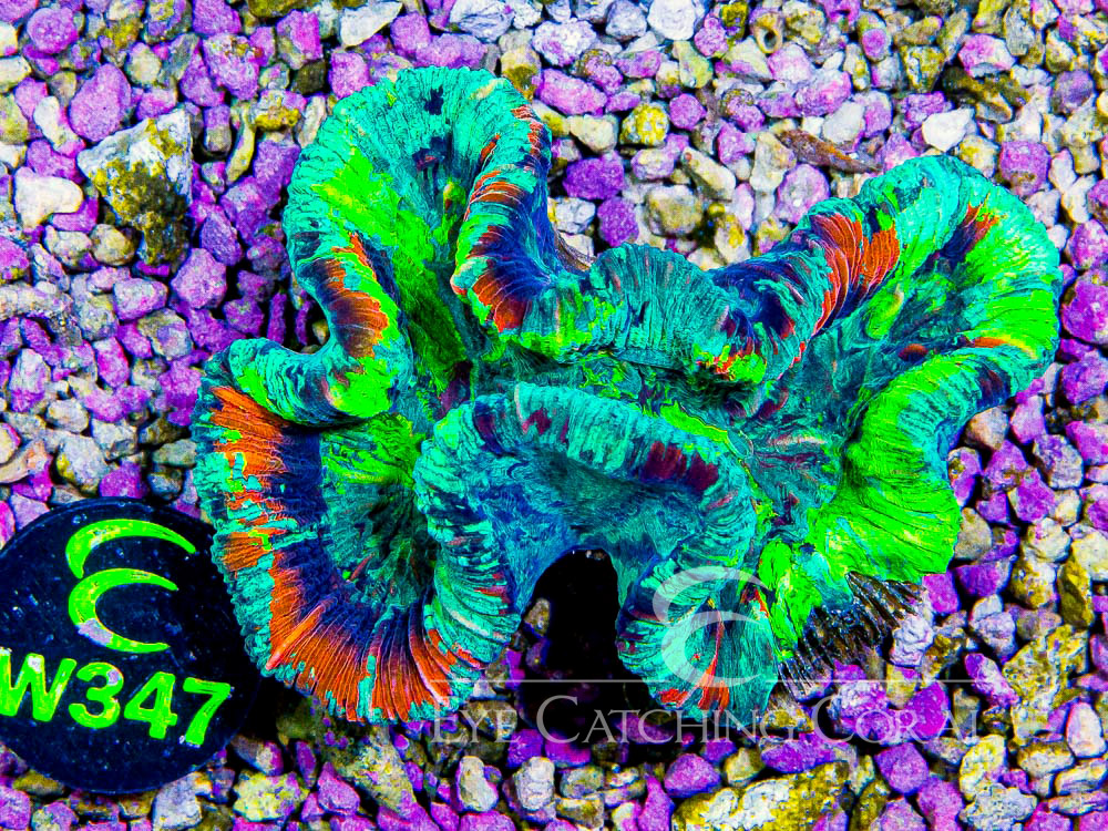 Search Results for 'Trachy' | Eye Catching Coral