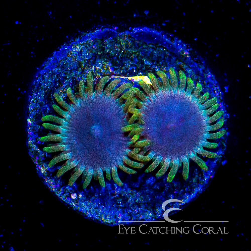 ECC Blue Berry Zoanthid (2 Polyp Average) | Aquacultured Frags | Eye ...