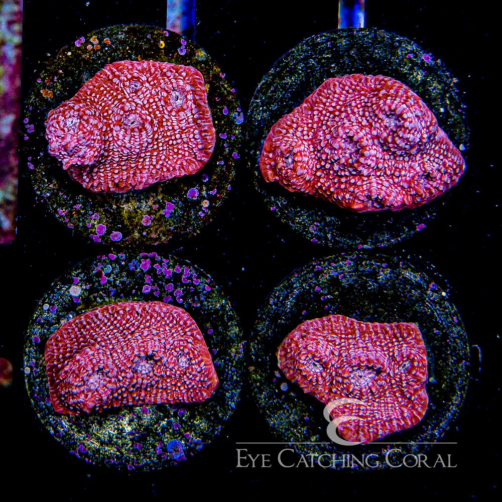 Premium & Signature Frags | ECC Frags | Eye Catching Coral