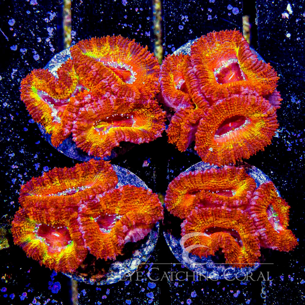 Premium & Signature Frags | ECC Frags | Eye Catching Coral