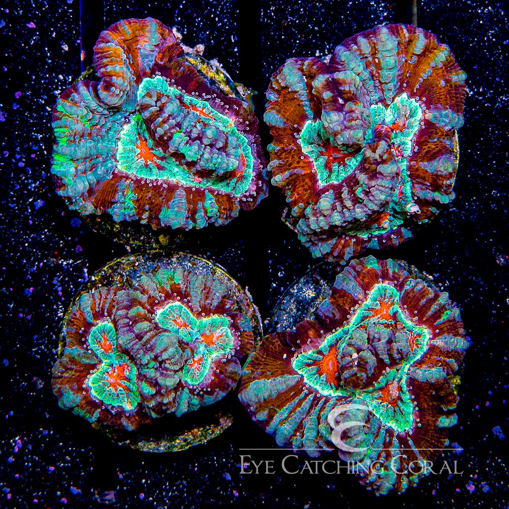 Premium & Signature Frags | ECC Frags | Eye Catching Coral