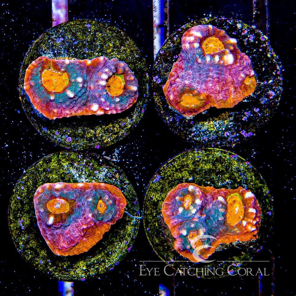 Premium & Signature Frags | ECC Frags | Eye Catching Coral