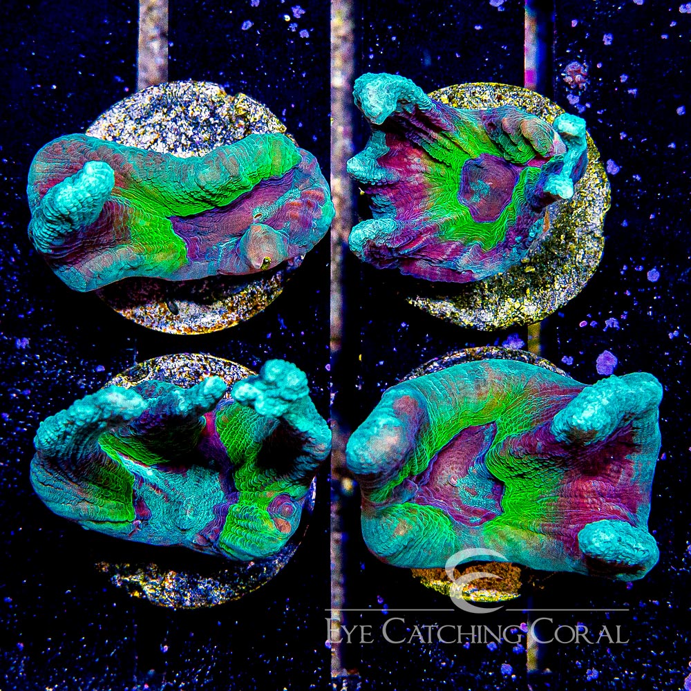 Premium & Signature Frags | ECC Frags | Eye Catching Coral