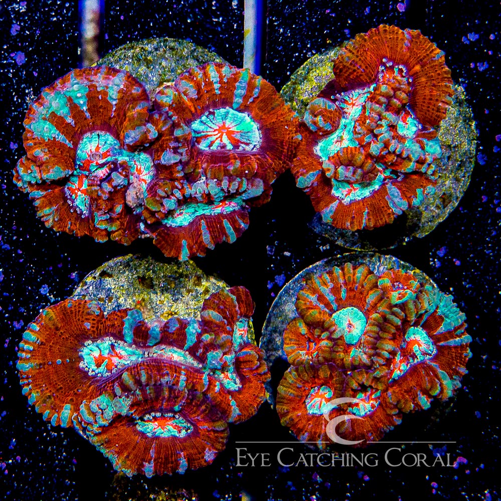 Premium & Signature Frags | ECC Frags | Eye Catching Coral