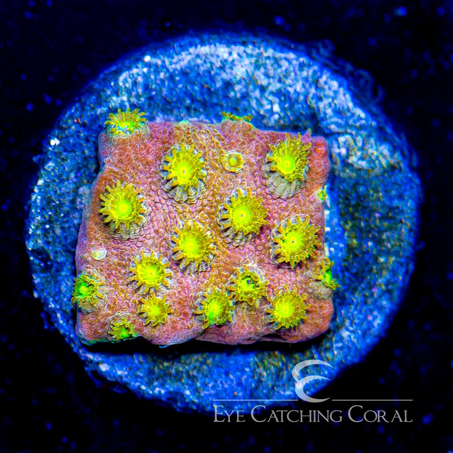 ECC Alien Eye Cyphastrea Frag | Aquacultured Frags | Eye Catching Coral