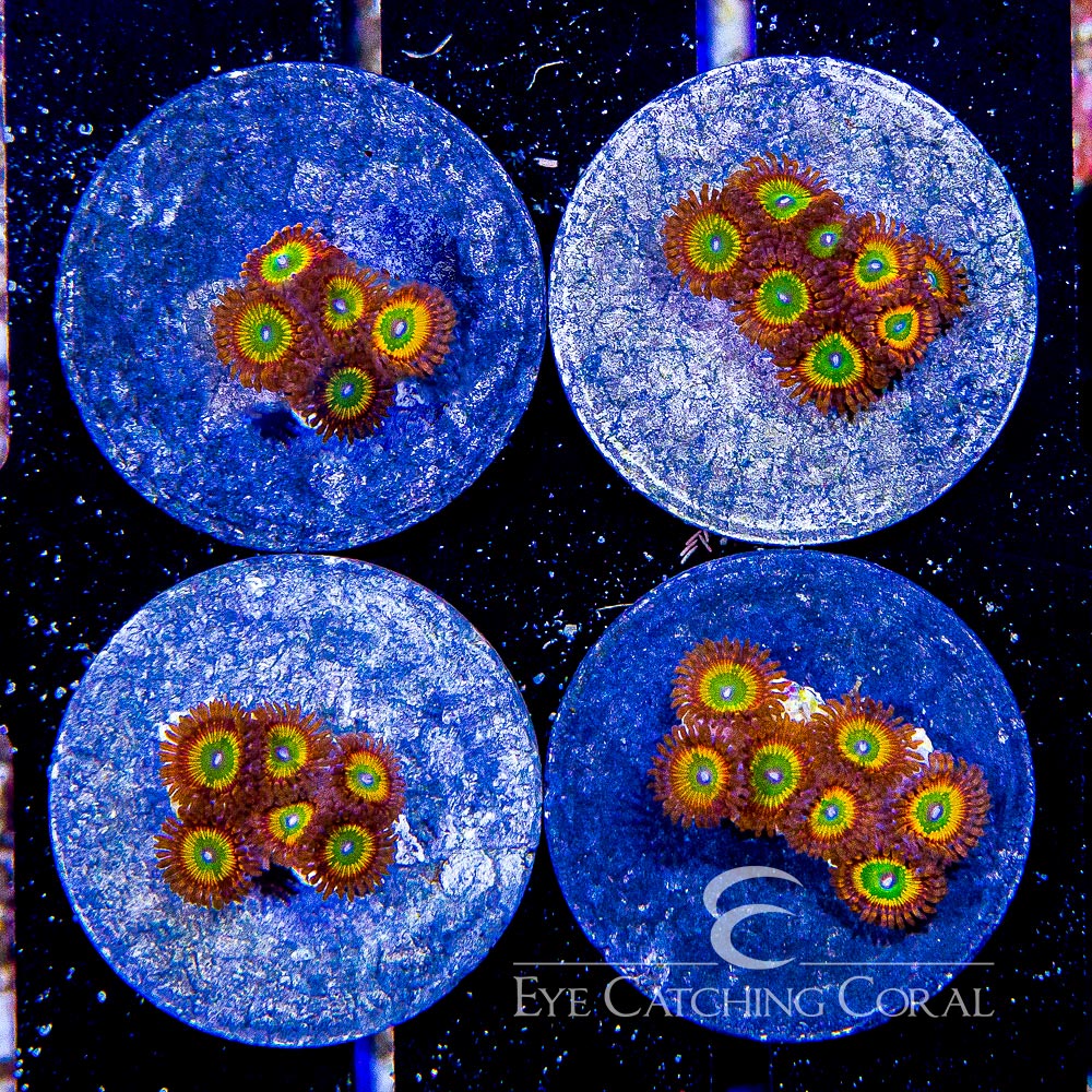 Premium & Signature Frags | ECC Frags | Eye Catching Coral