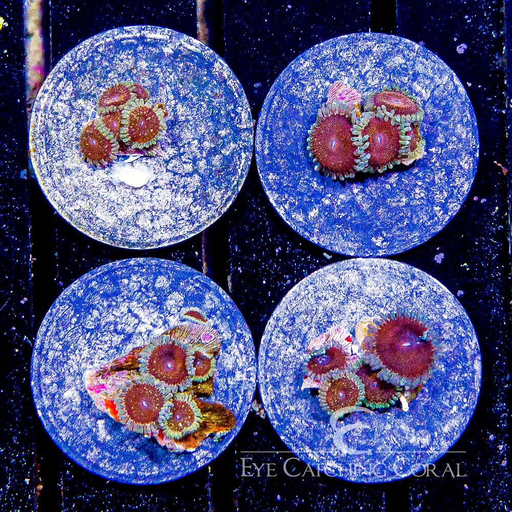 Premium & Signature Frags | ECC Frags | Eye Catching Coral